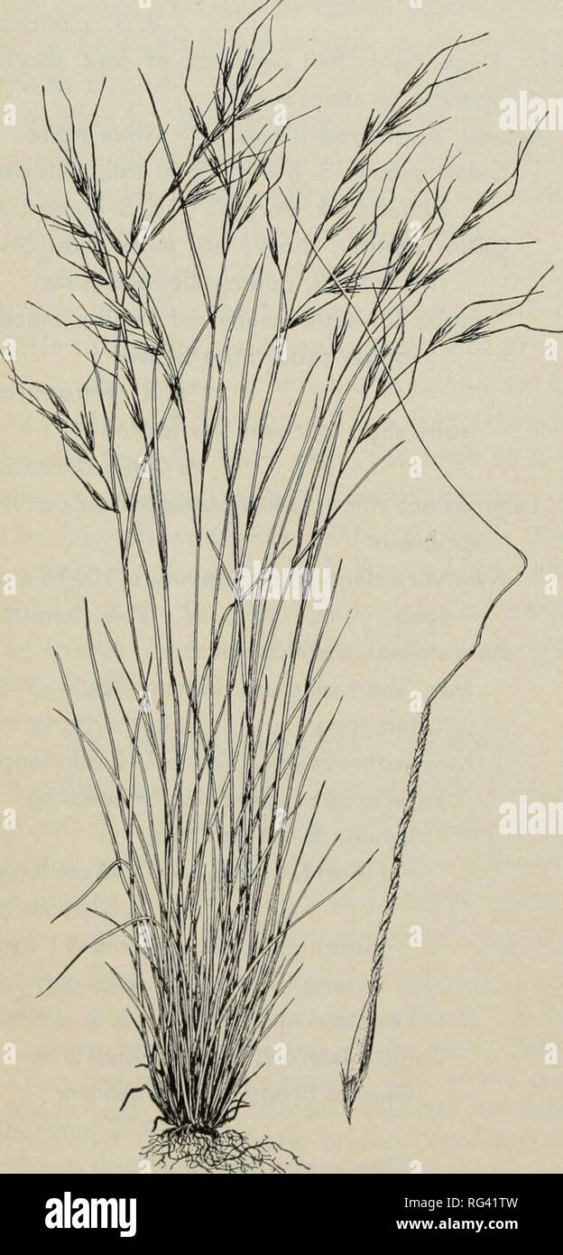 . California grasslands and range forage grasses. Grasses; Forage ...