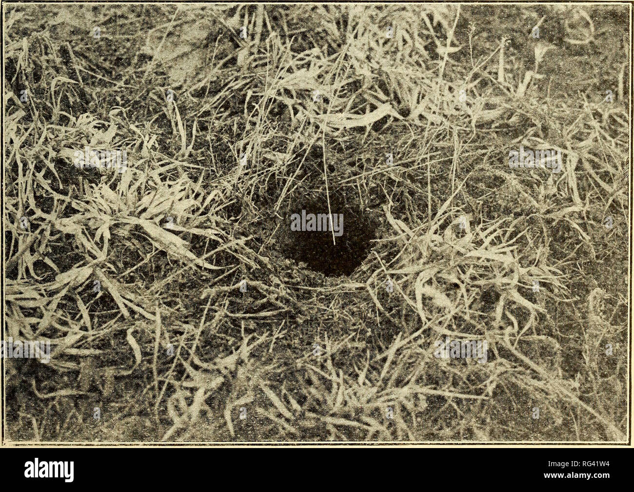 Squirrels hibernating hi-res stock photography and images - Alamy