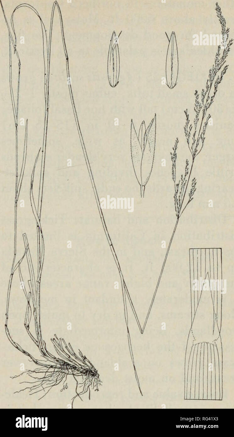 . California grasslands and range forage grasses. Grasses; Forage ...