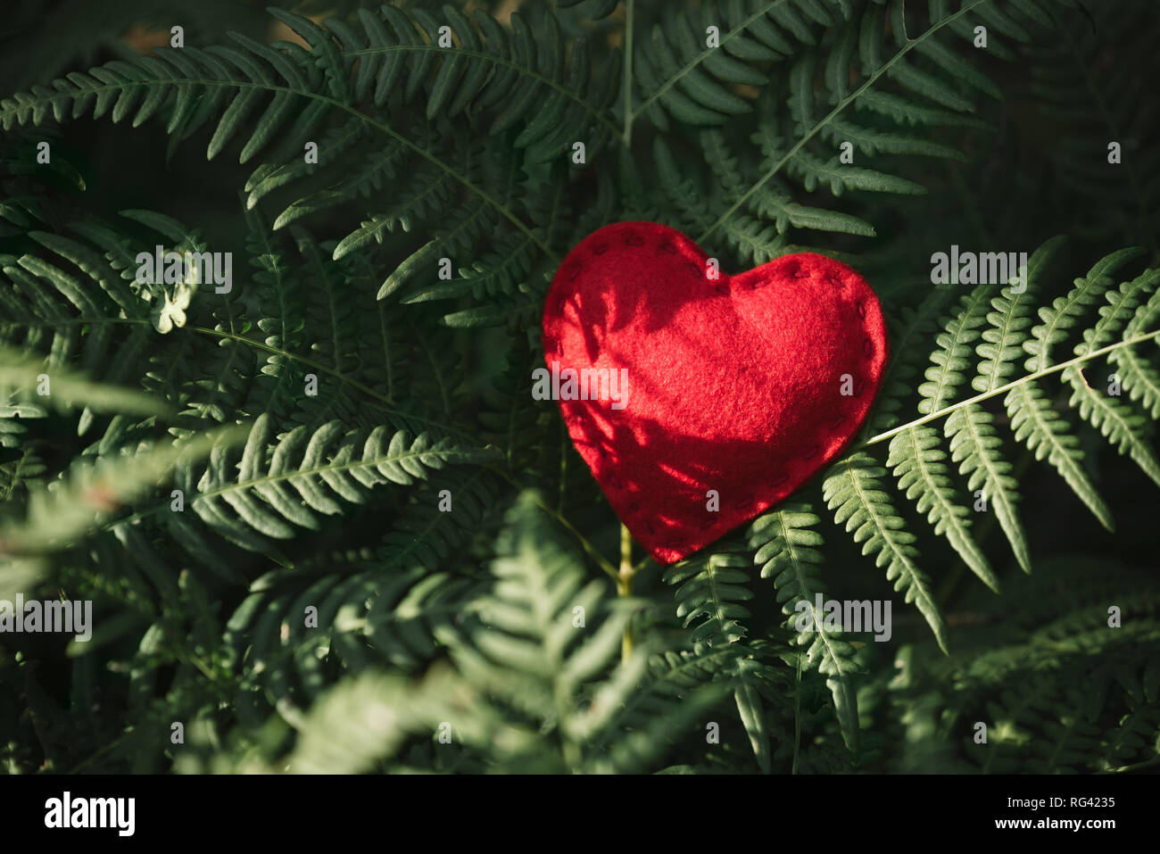 The red heart is a symbol of love in the green leaves of a fern ...