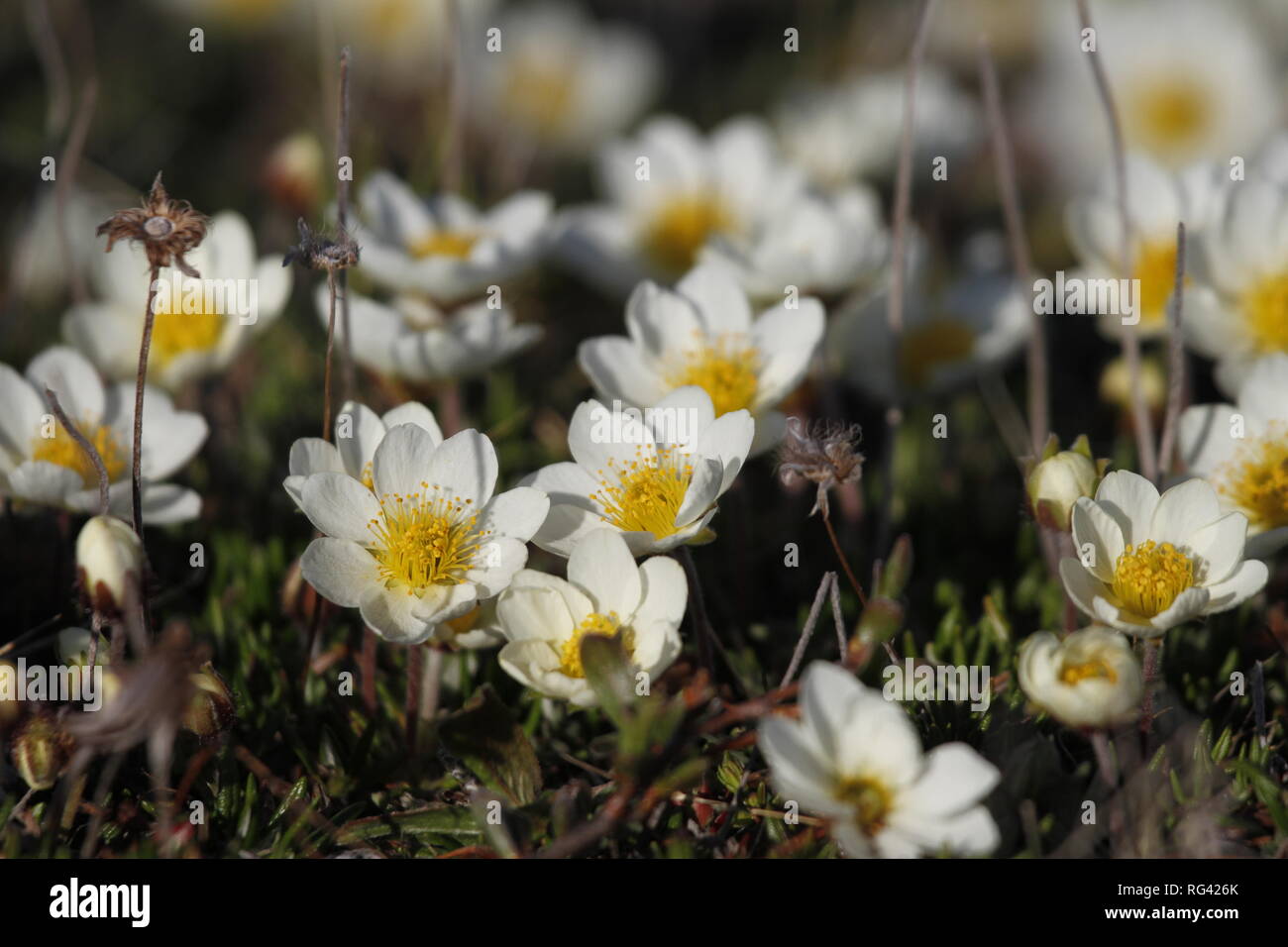 Arctic mountain avens or alpine dryad, forming a large colony of plants ...