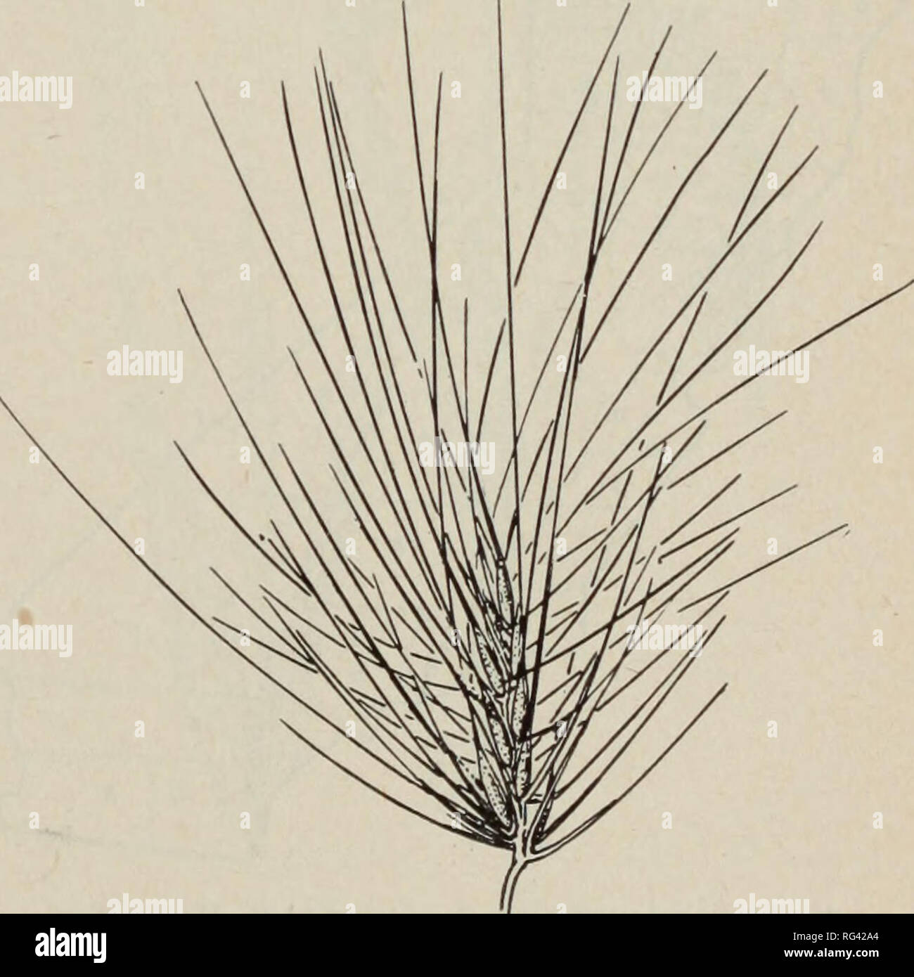 Alkaline grasslands hi-res stock photography and images - Alamy