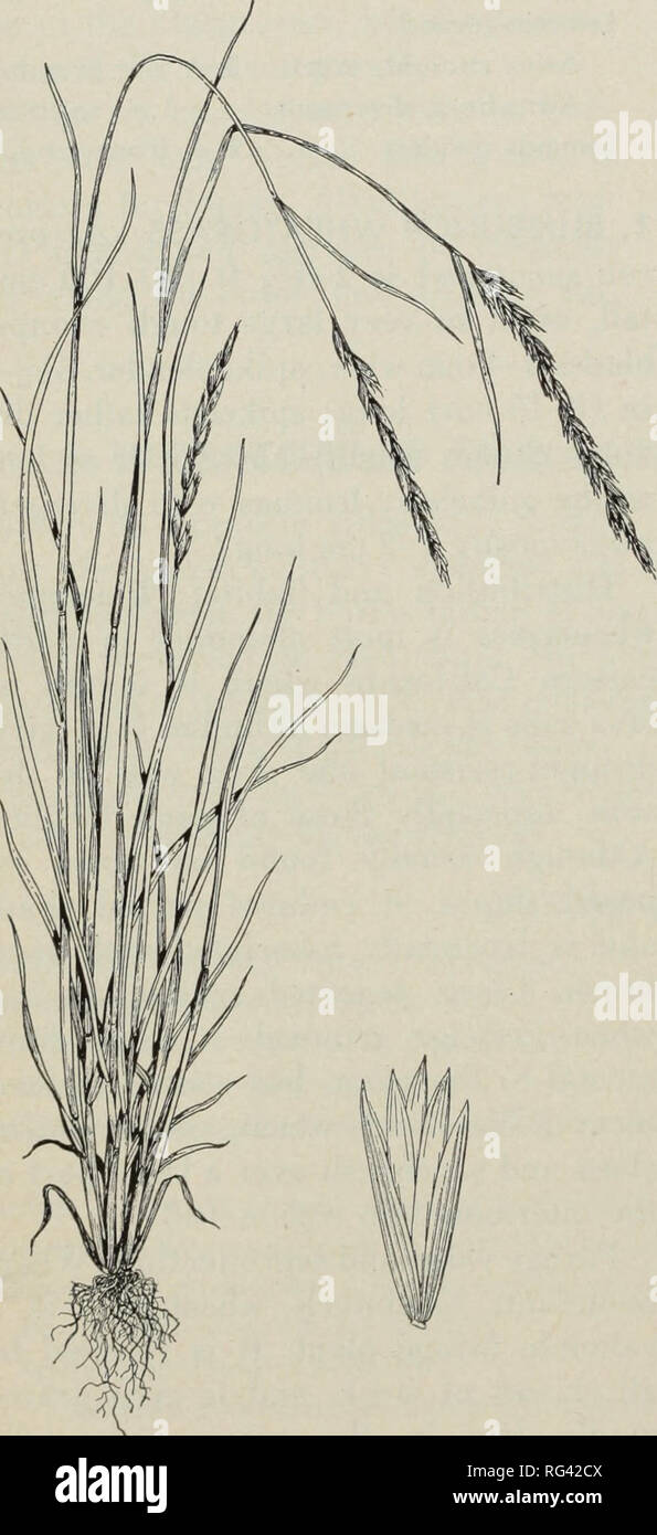 Bearded wheatgrass hi-res stock photography and images - Alamy