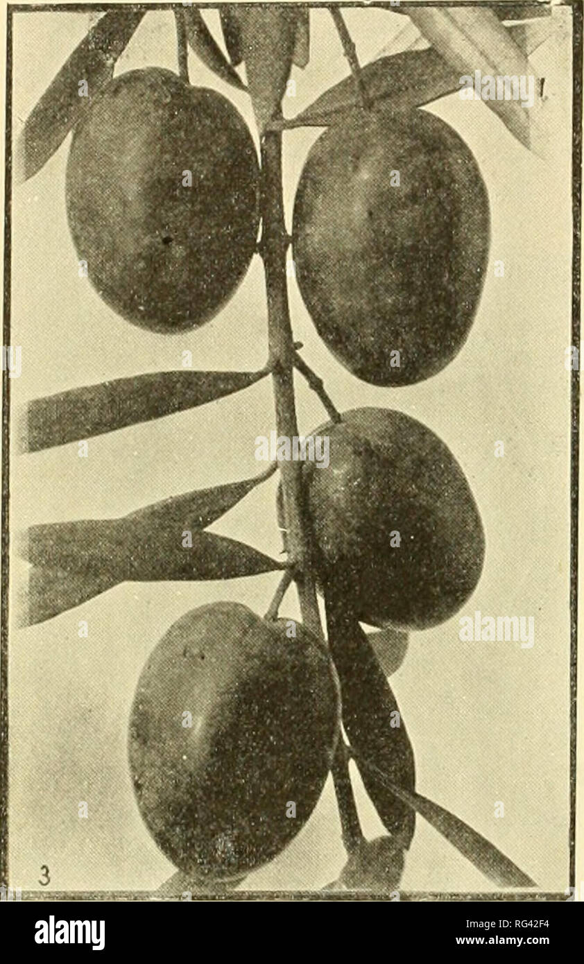 . California fruits and how to grow them. Fruit culture. Varieties 292 ...