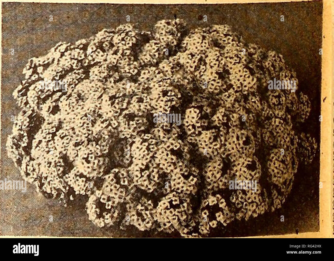 Alysse alyssum sp hi-res stock photography and images - Alamy