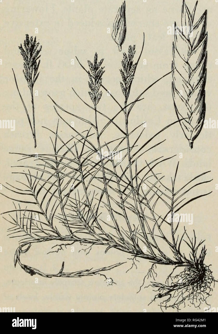 Sacaton grasses hi-res stock photography and images - Alamy