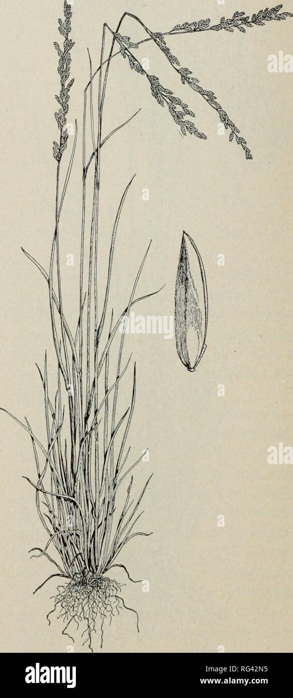 Grasses with high forage value hi-res stock photography and images - Alamy