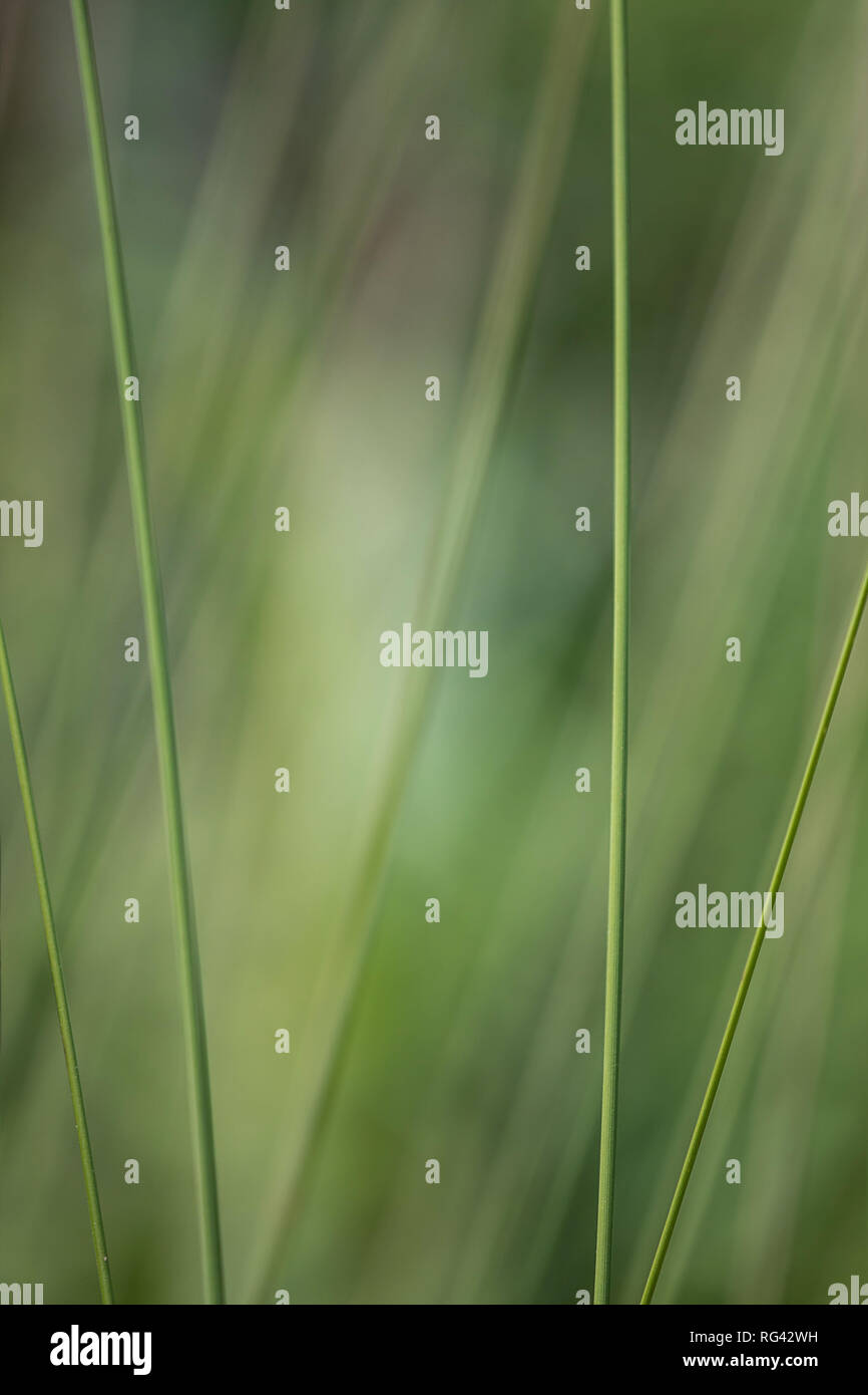 Palegreen hi-res stock photography and images - Alamy