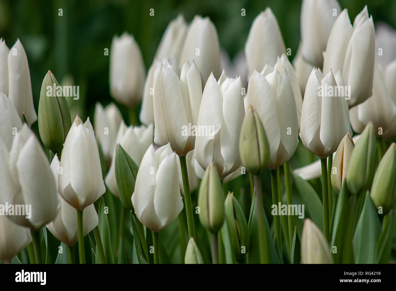 field of white tulips Stock Photo - Alamy