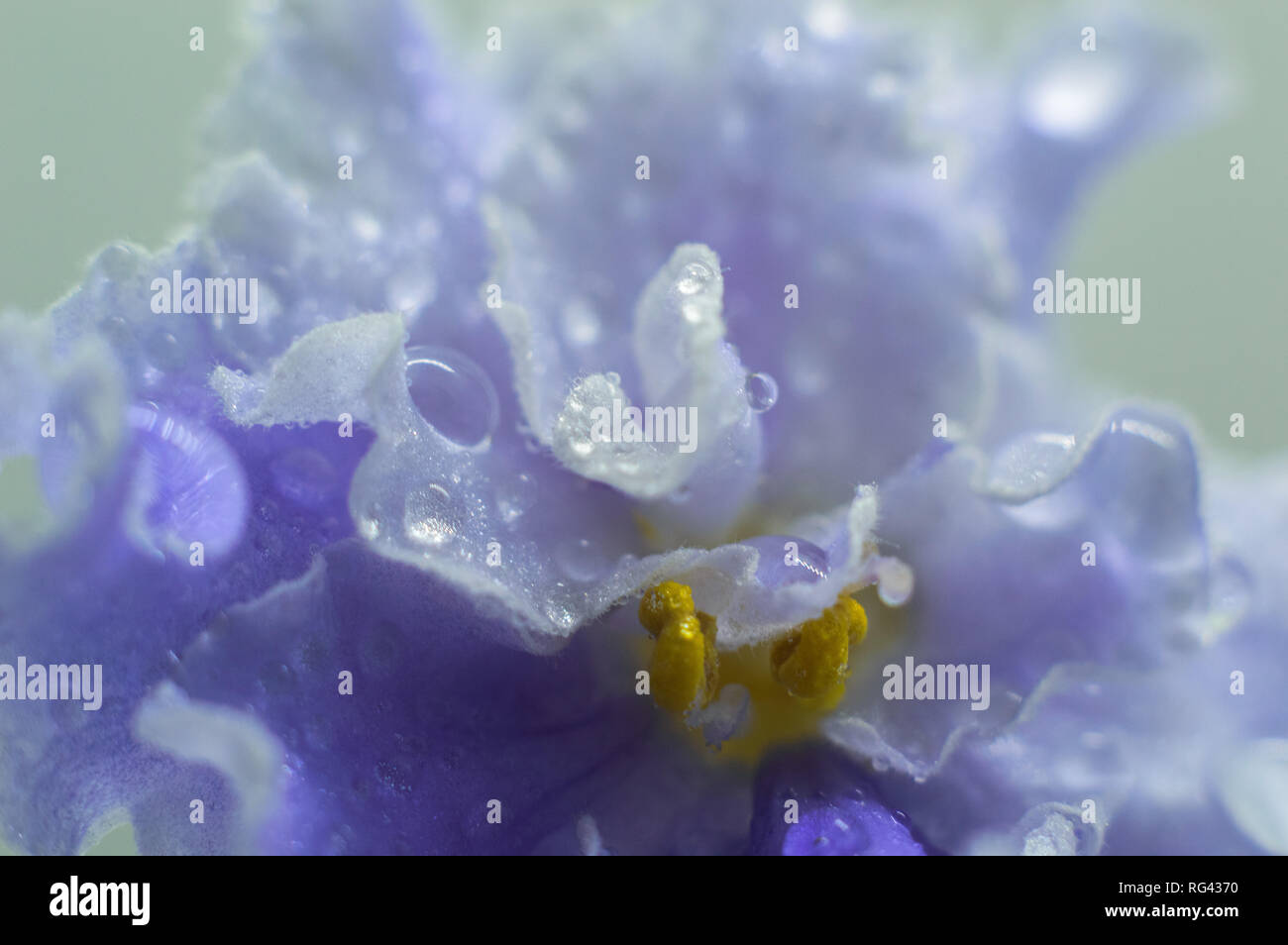 magic macro photos Stock Photo - Alamy