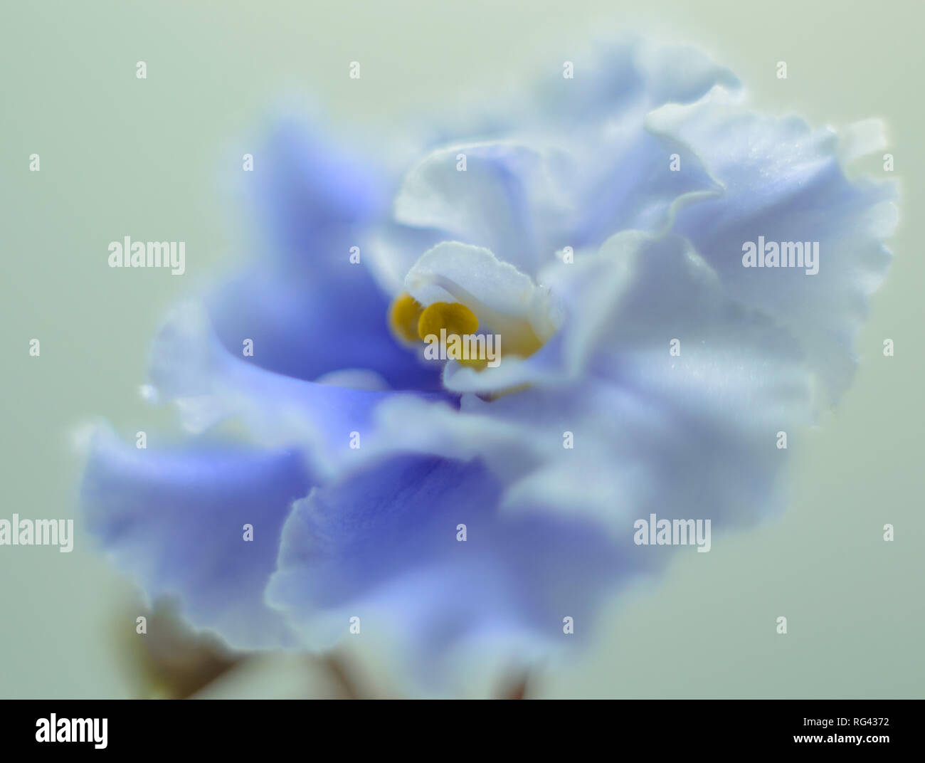 magic macro photos Stock Photo - Alamy