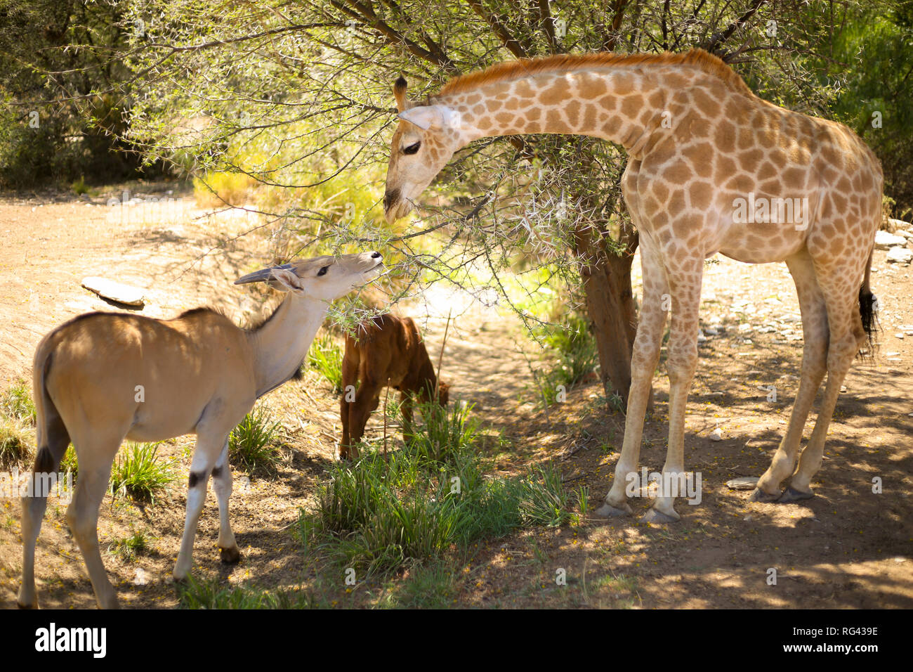Interspecific Animal Friendship Stock Photo - Alamy