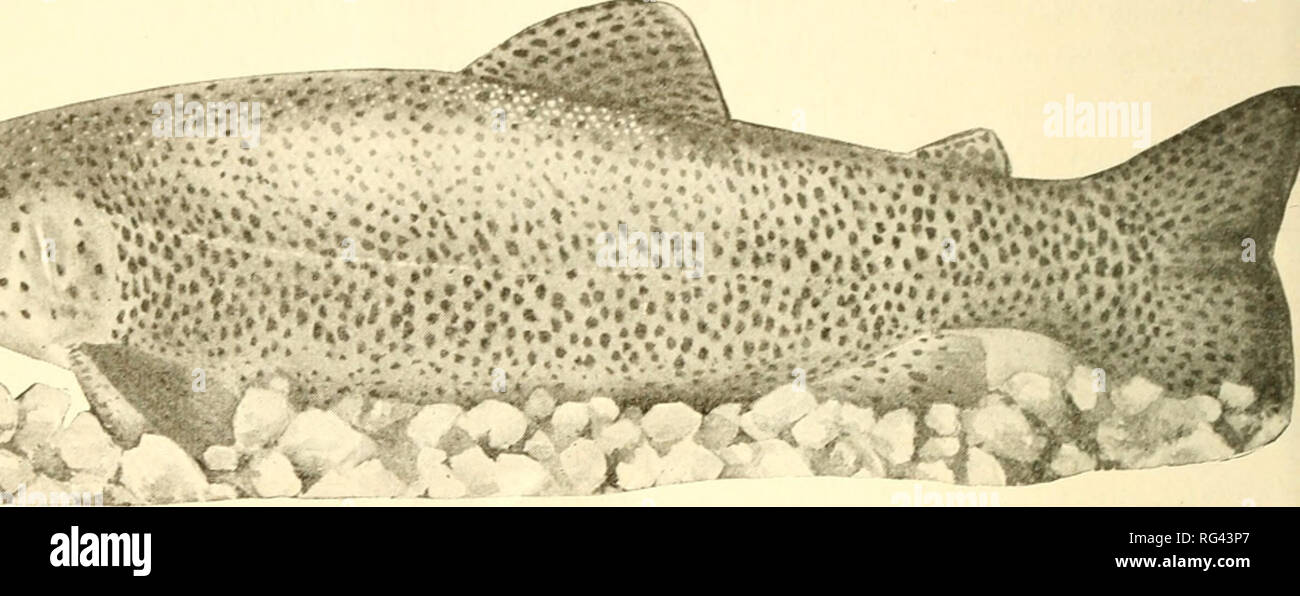 . California fish and game. Fisheries -- California; Game and game ...