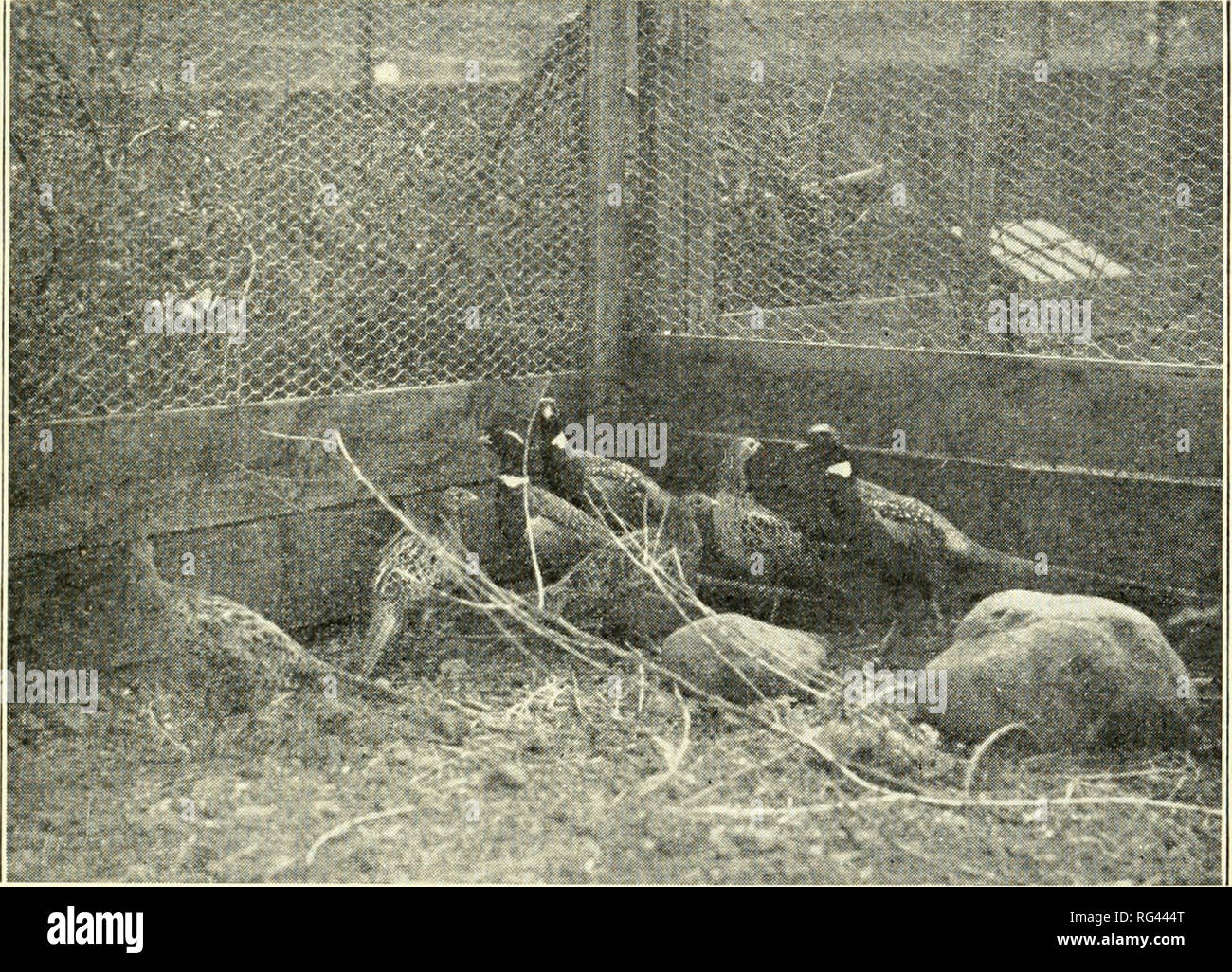 Fish post mortem hi-res stock photography and images - Alamy