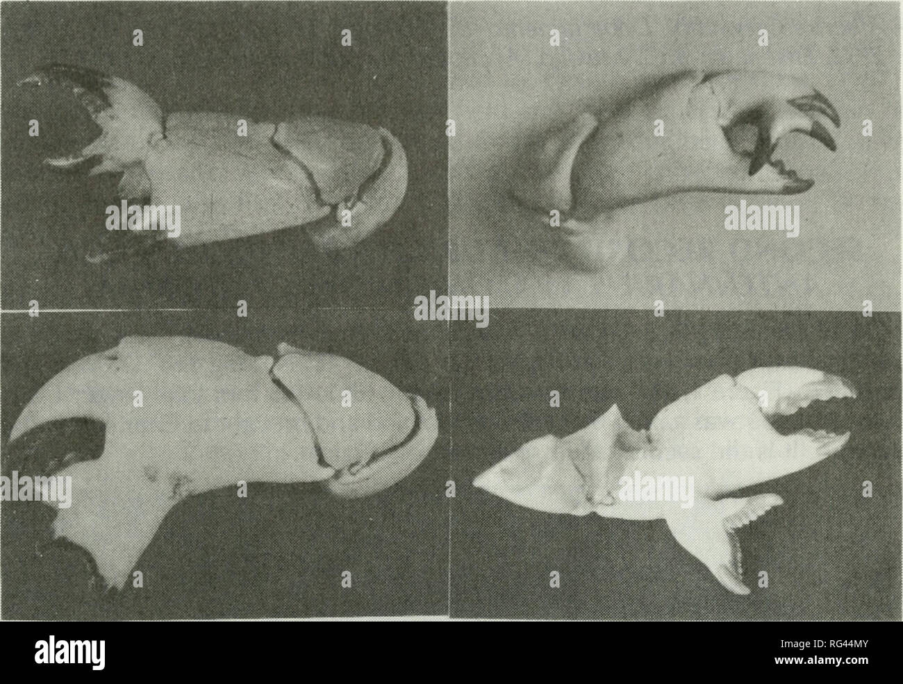 Cancer antennarius hi-res stock photography and images - Alamy