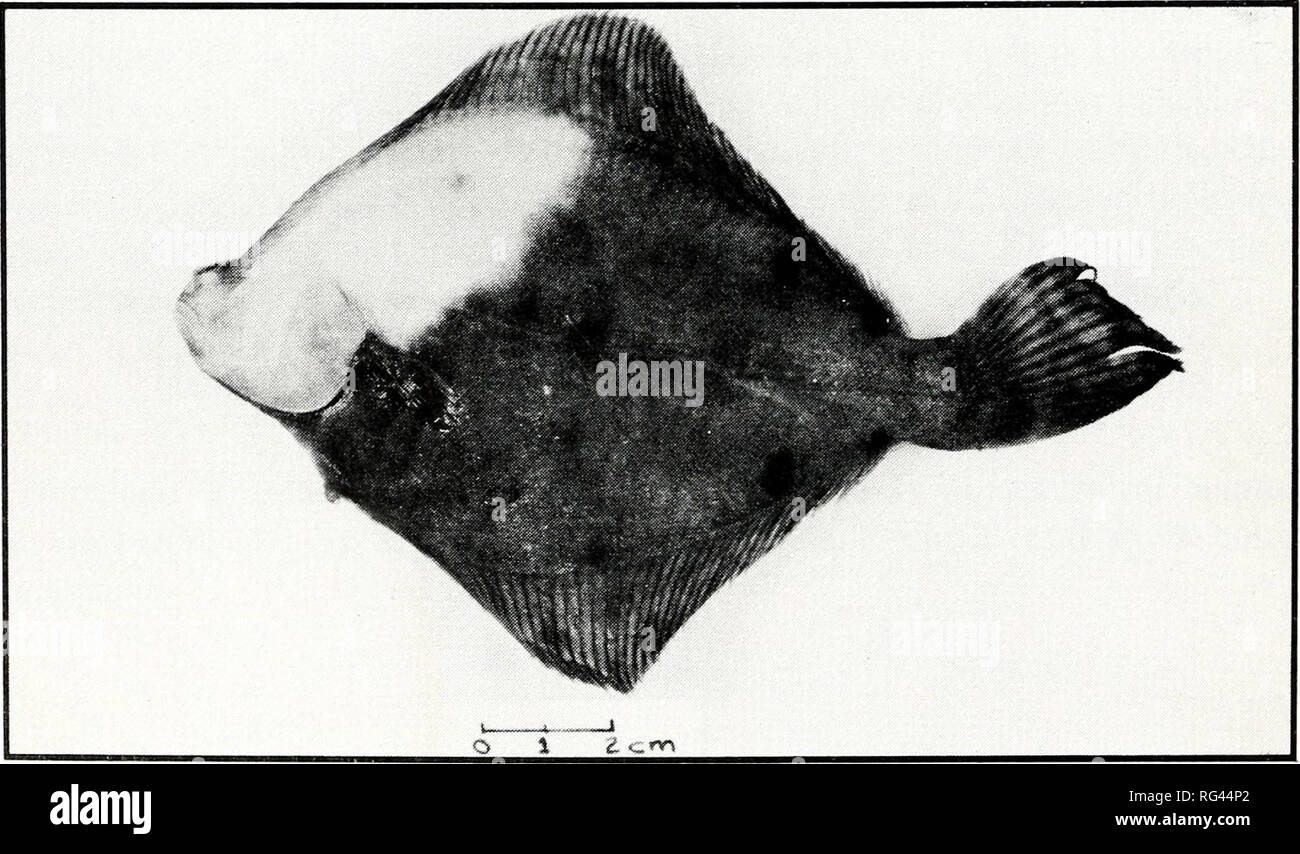 Ritterl hi-res stock photography and images - Alamy