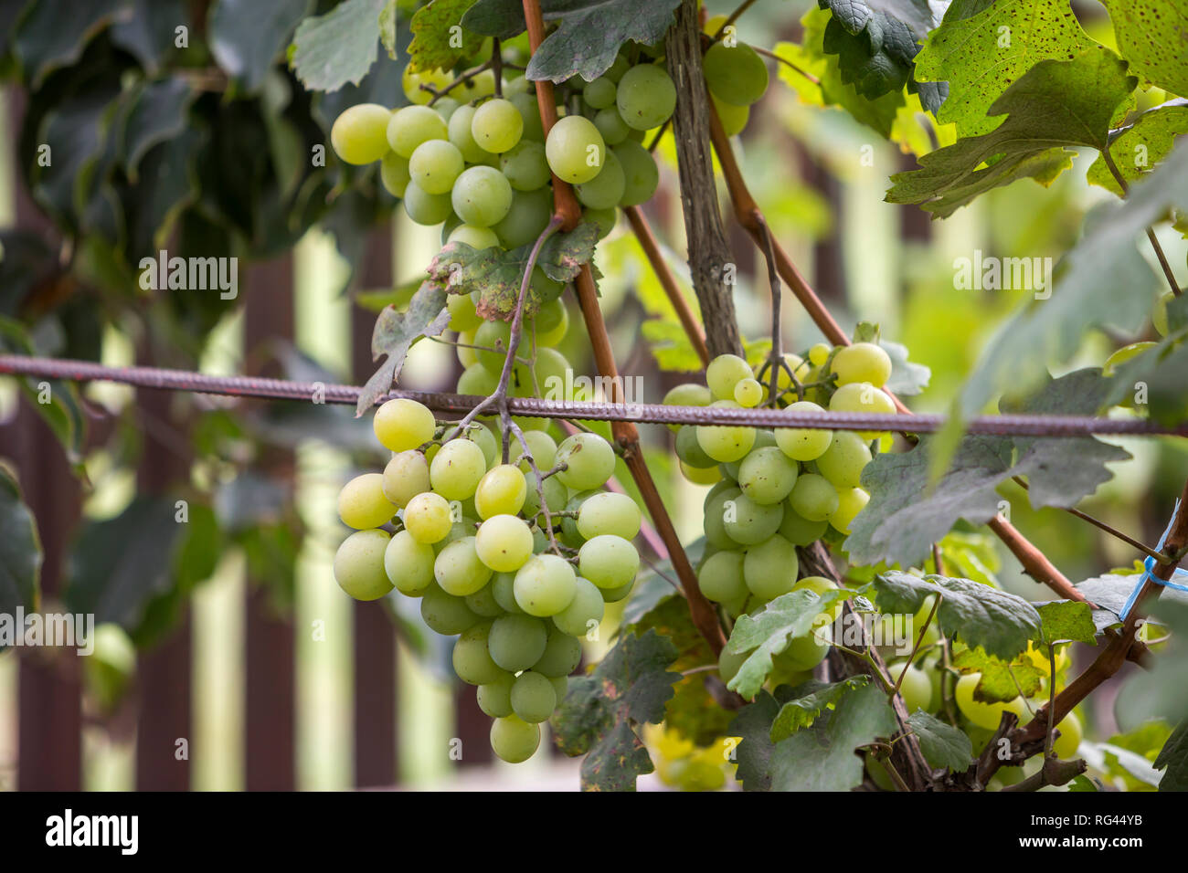 Tied up grapevine hi-res stock photography and images - Alamy