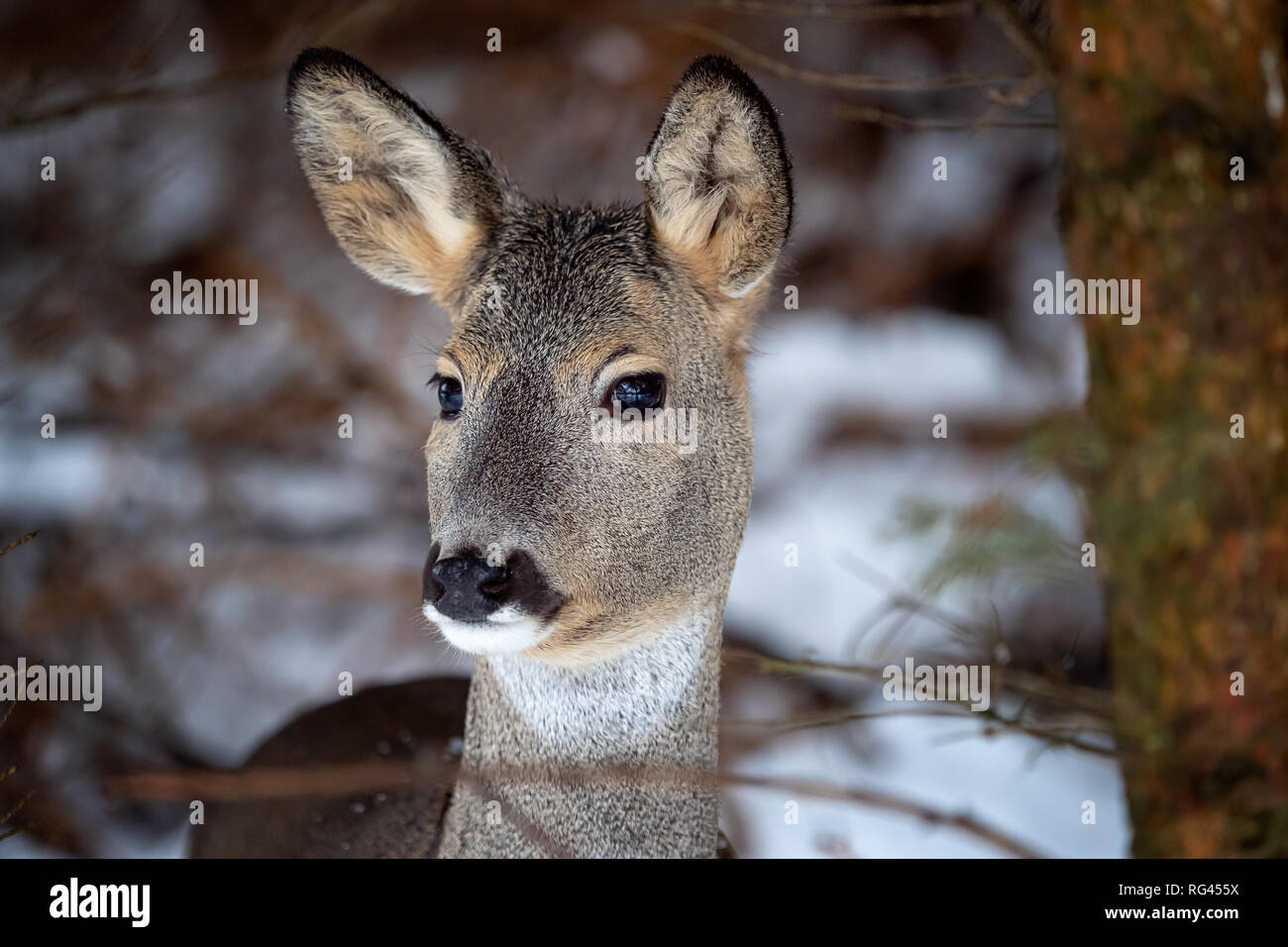 Wild roe deer in winter nature. Capreolus capreolus Stock Photo - Alamy