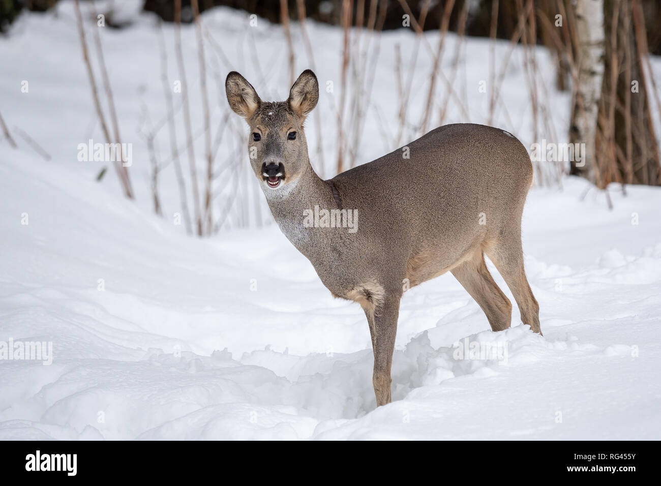Wild roe deer in winter nature. Capreolus capreolus Stock Photo - Alamy