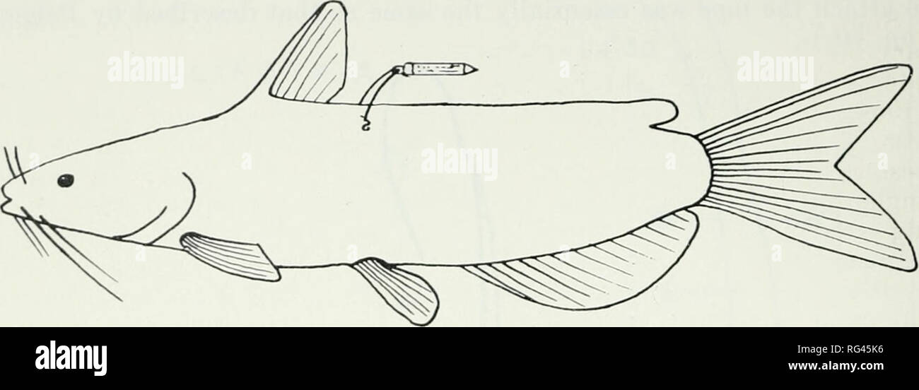 Bridle fish hi-res stock photography and images - Alamy