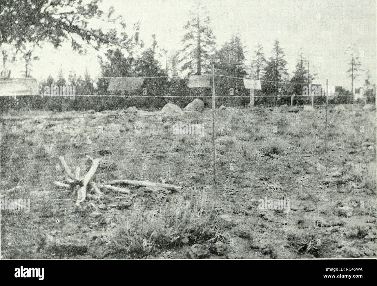 Impaled fish hi-res stock photography and images - Alamy