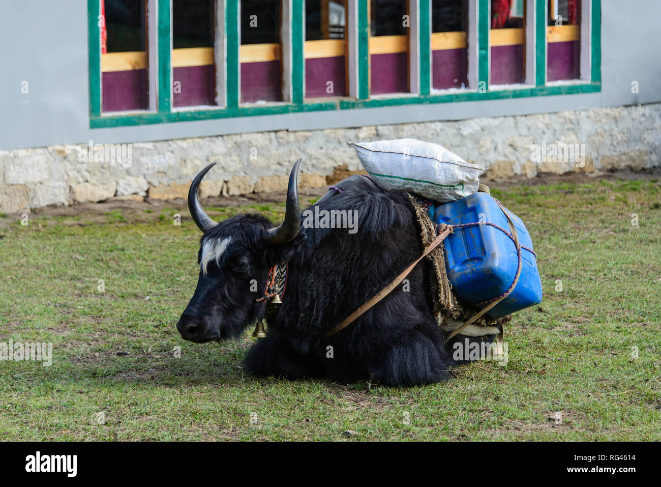 Yak in Nepal Stock Photo - Alamy