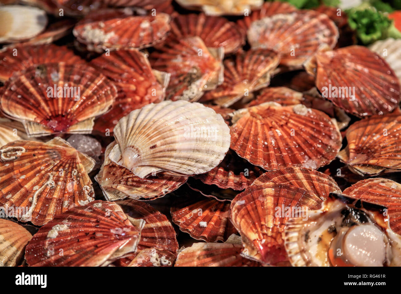 Clam shell pictures hi-res stock photography and images - Alamy