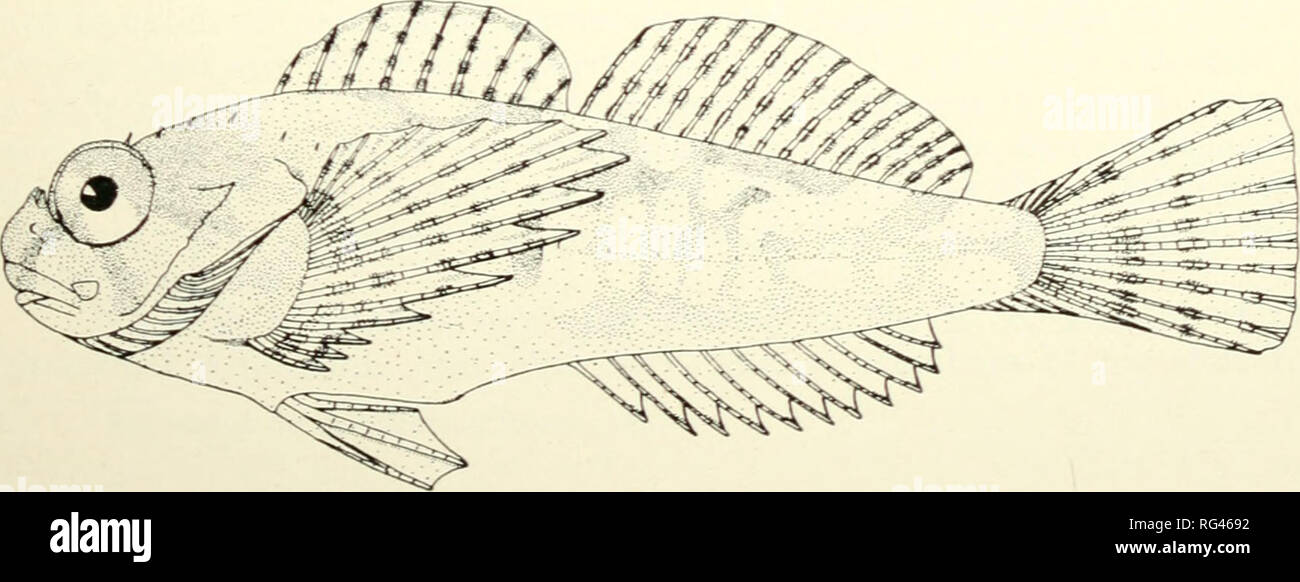 Fish pigmentation hi-res stock photography and images - Alamy