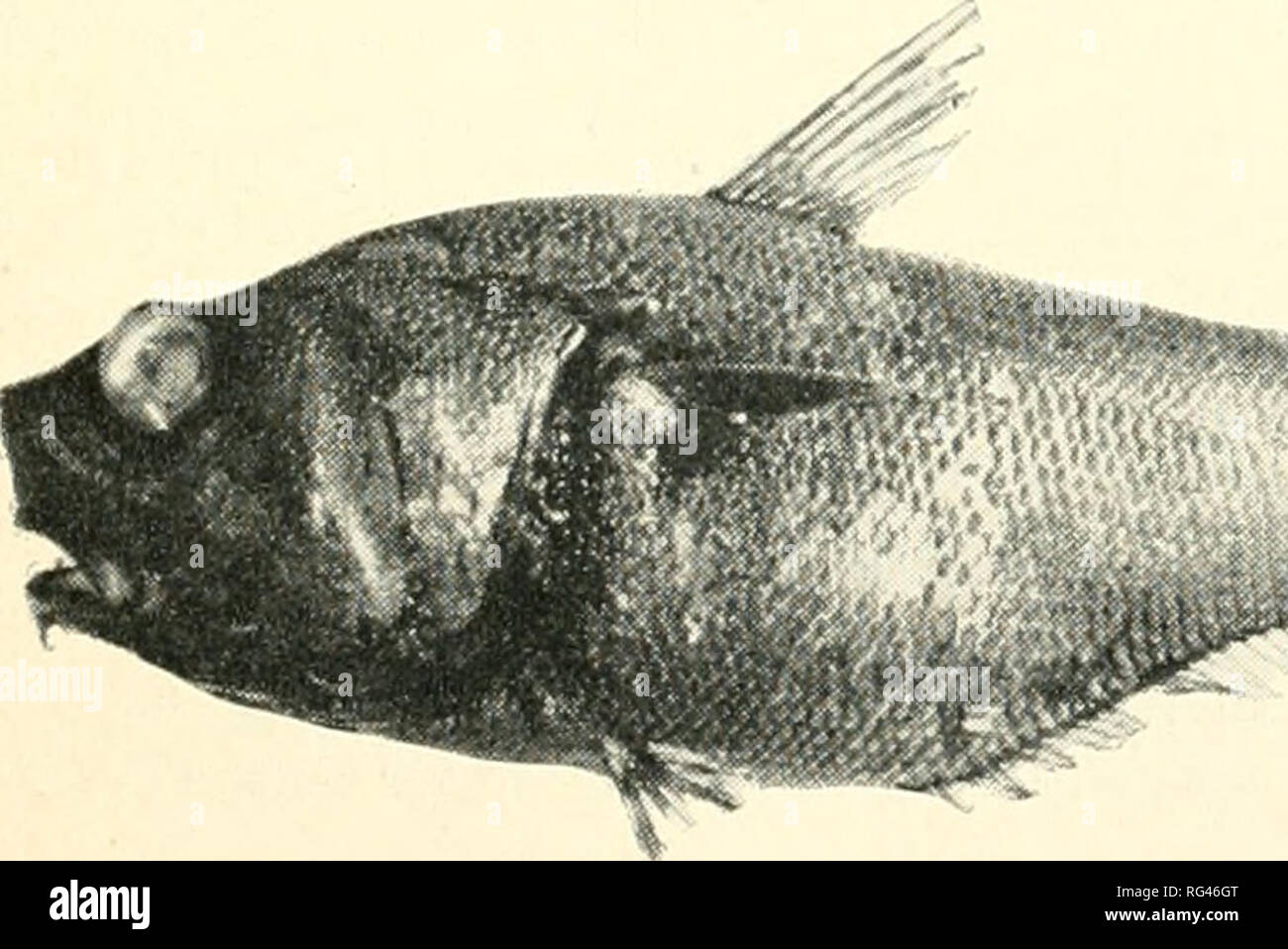 Parmaturus hi-res stock photography and images - Alamy