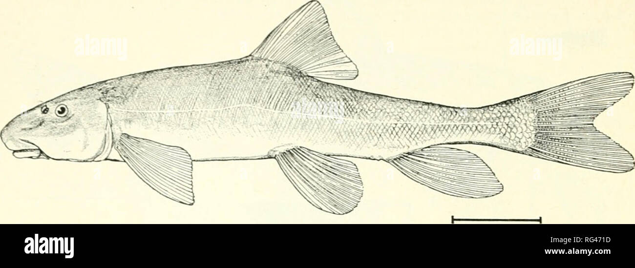 Mountain Sucker Bird