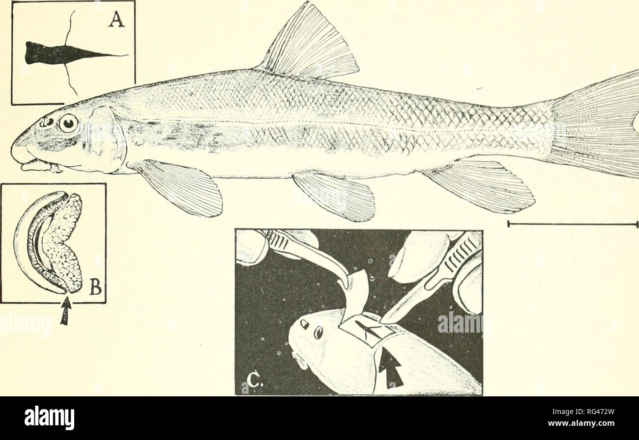 California sucker fish hi-res stock photography and images - Alamy