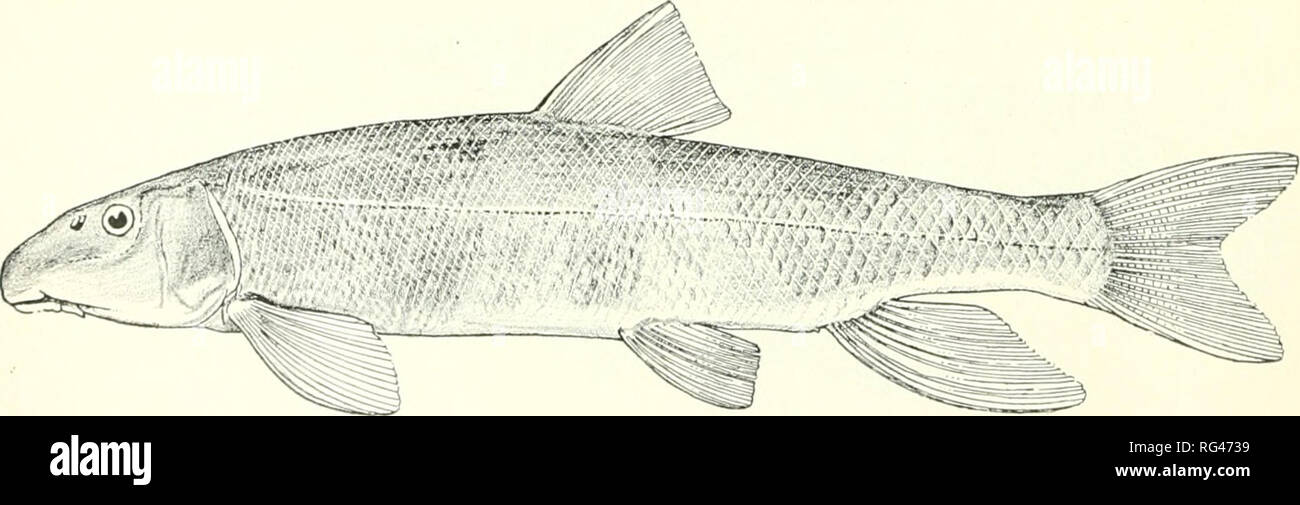 Mountain Sucker Bird