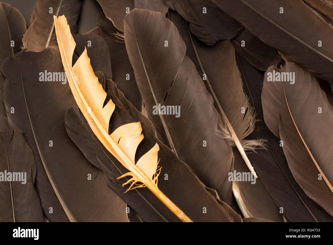 Extra feathers hi-res stock photography and images - Alamy