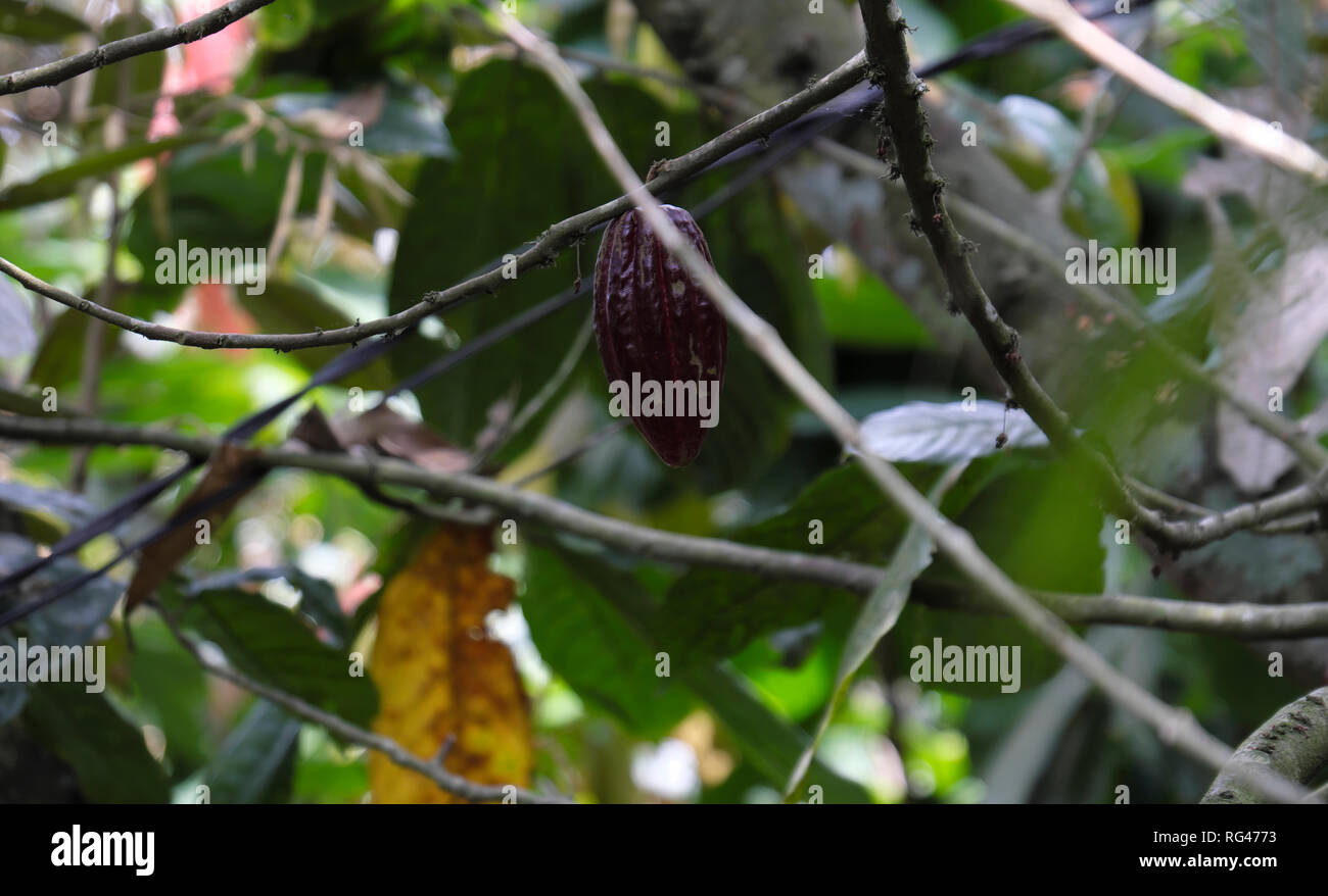 tea and coffee plantation in bali Stock Photo - Alamy