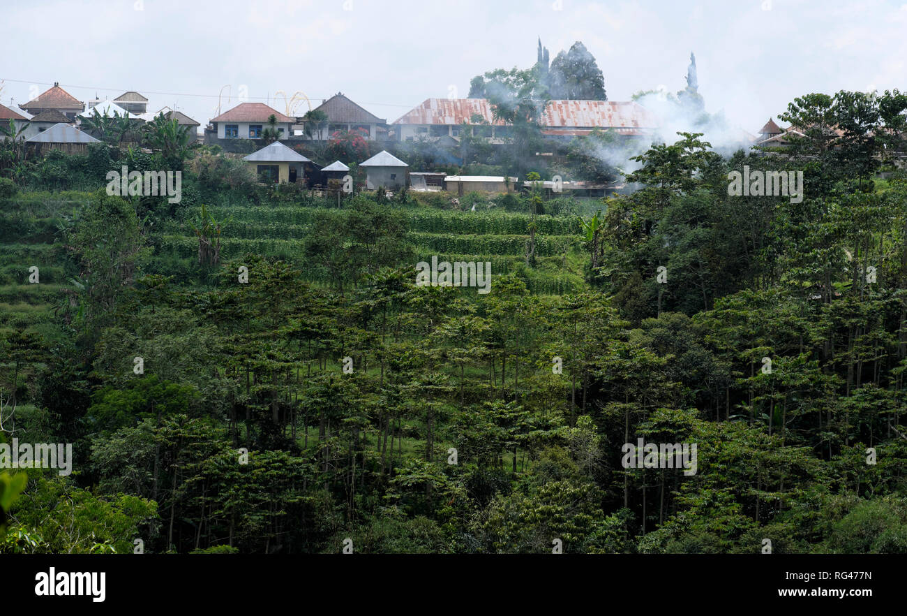 tea and coffee plantation in bali Stock Photo - Alamy