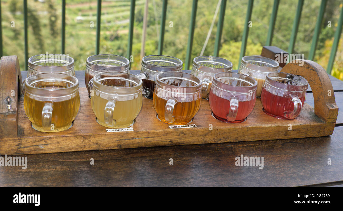 Tea plantation selection hi-res stock photography and images - Alamy