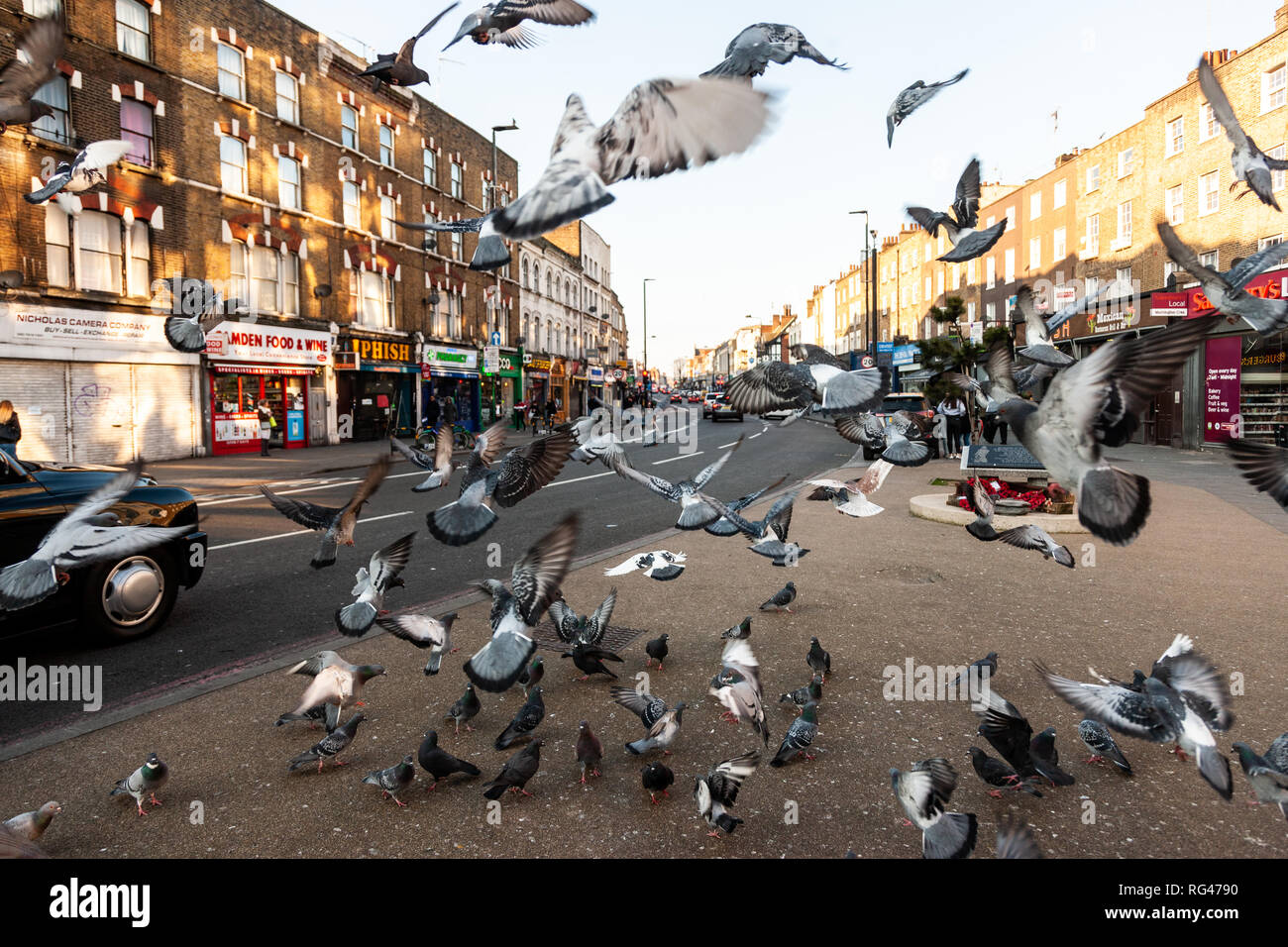 London, England - January 20, 2019. Pigeons swarm around a statue in ...