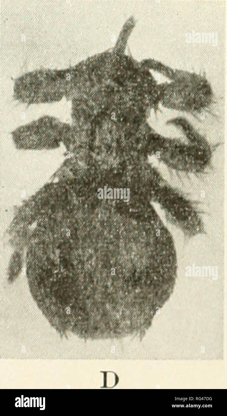 Deer louse flies hi-res stock photography and images - Alamy