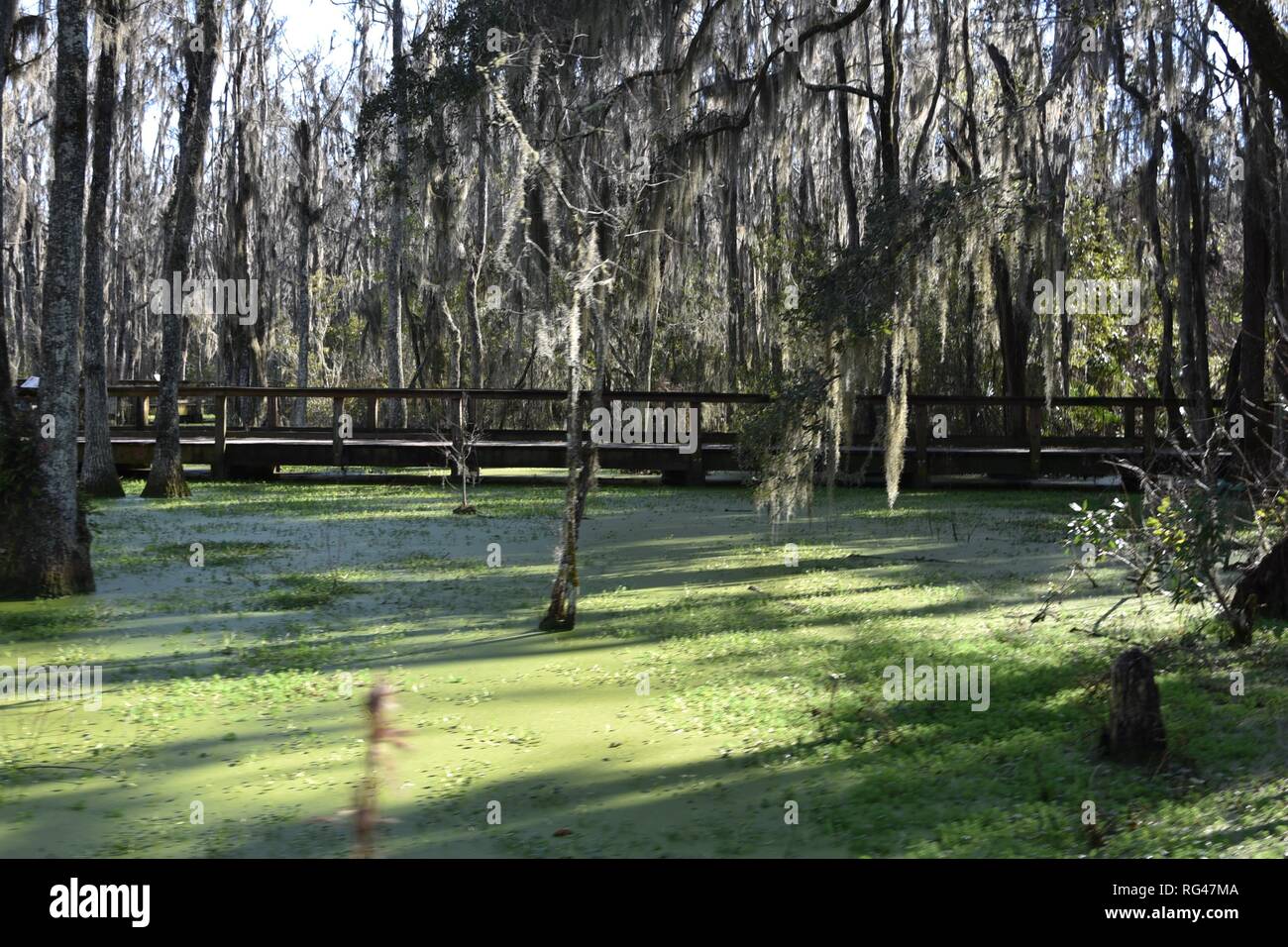 Audubon Swamp in South Carolina Stock Photo - Alamy