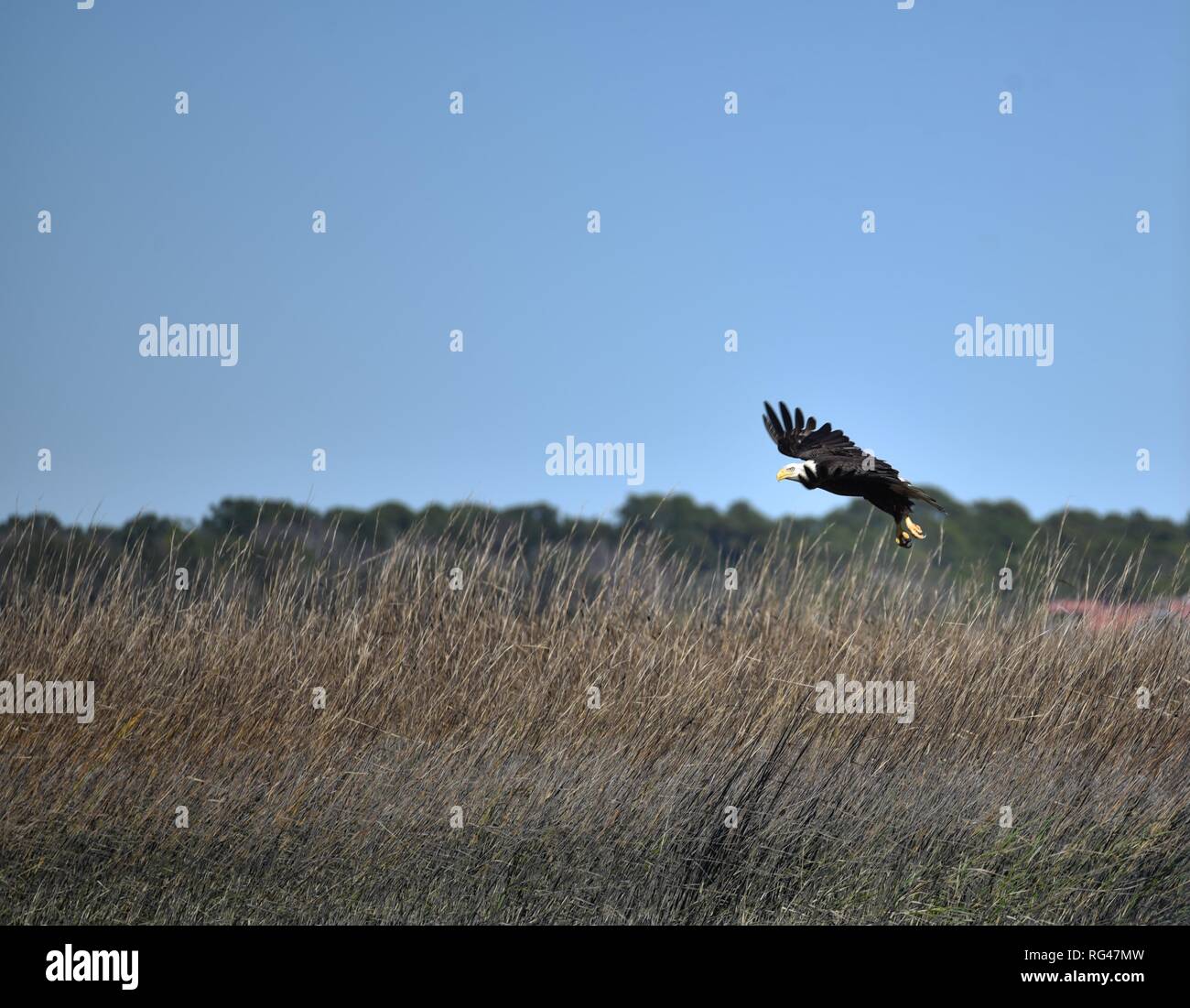 Bald eagle in flight at Hilton Head Island South Carolina Stock Photo ...