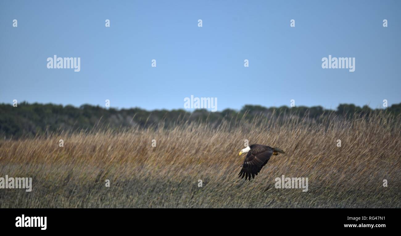 Bald eagle in flight at Hilton Head Island South Carolina Stock Photo ...