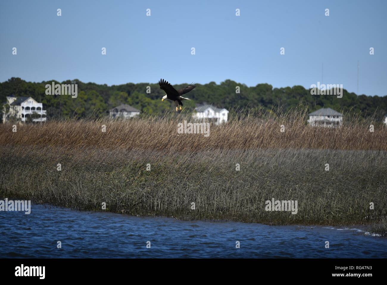 Bald eagle in flight at Hilton Head Island South Carolina Stock Photo ...
