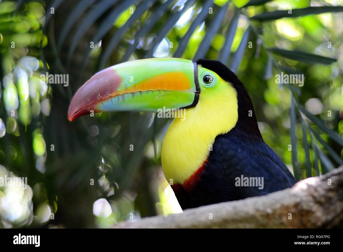 Touca touc hi-res stock photography and images - Alamy