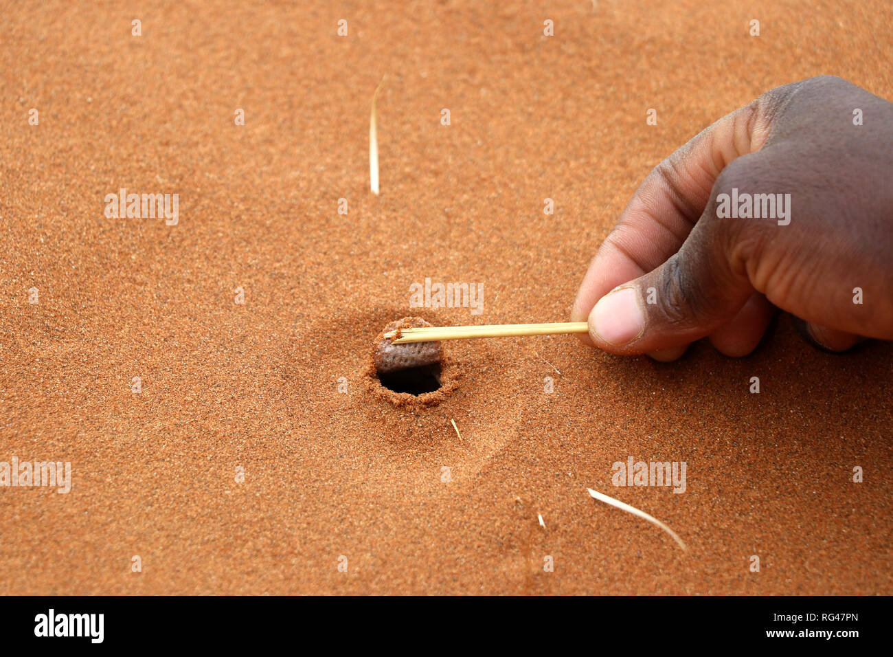 Entrance from nest dancing white lady spider - Namibia africa Stock ...