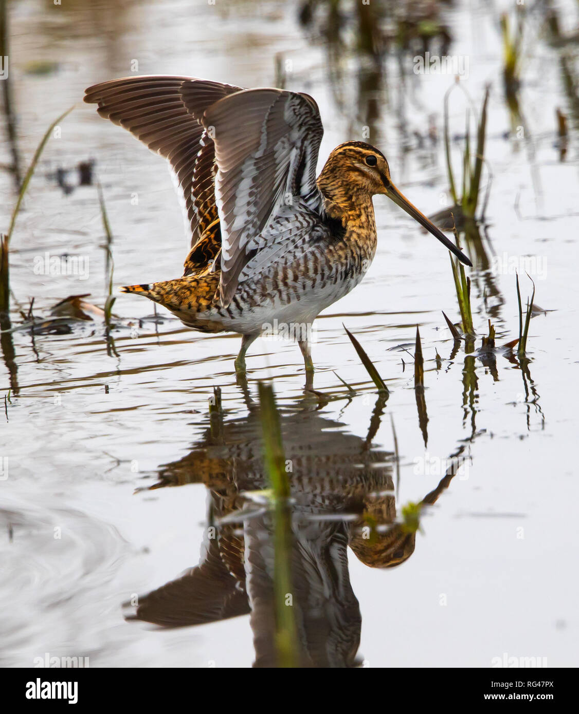 Common Snipe stretching its wings Stock Photo - Alamy