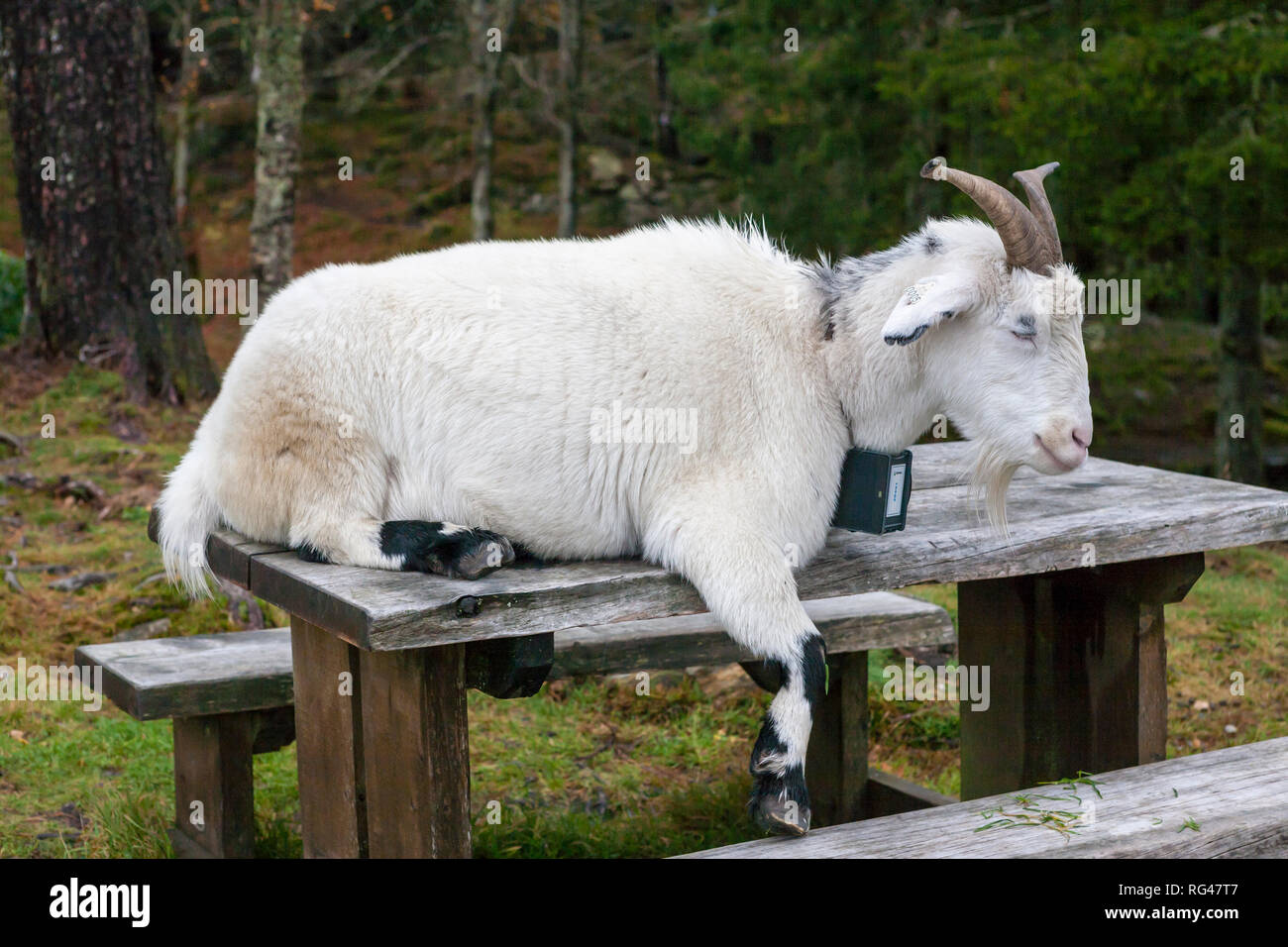 Cashmere goat rests on a picnic table, Mount Fløyen, Bergen, Norway ...