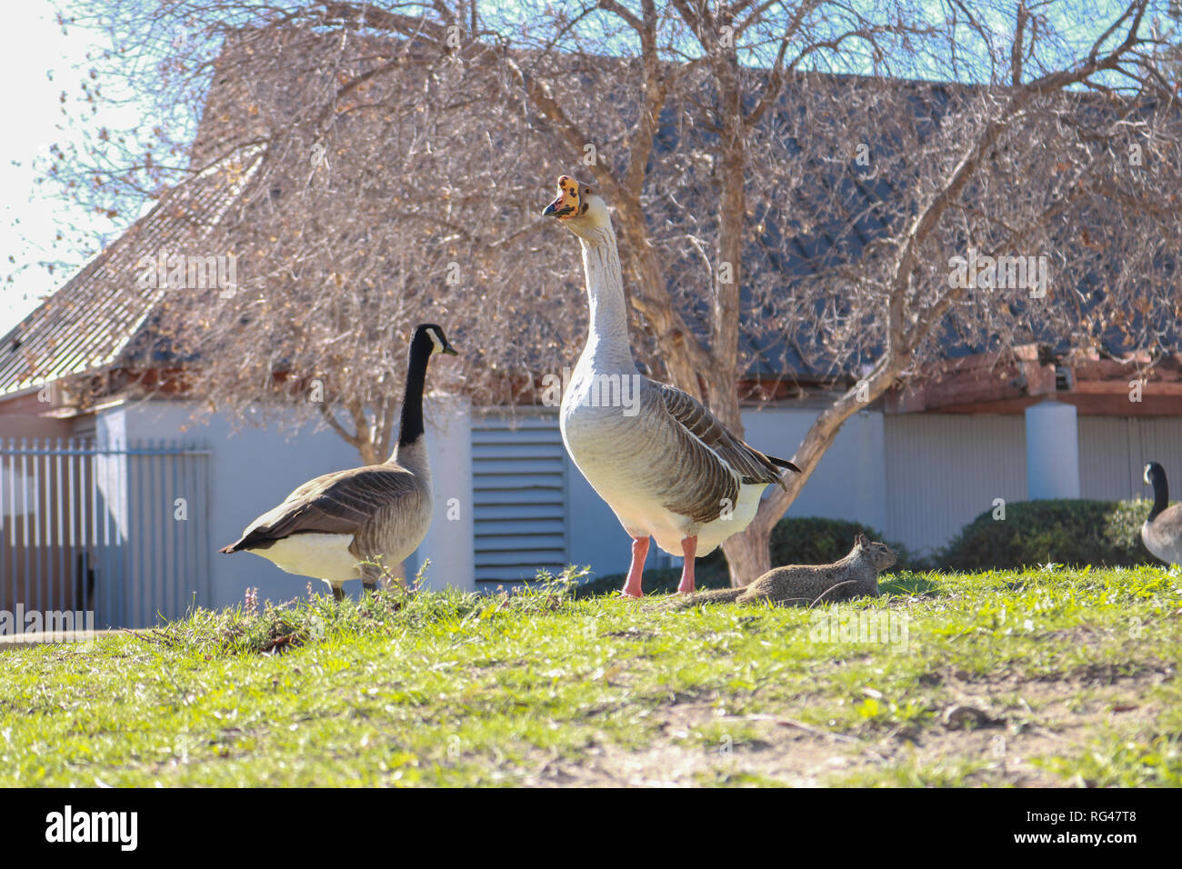 Seccombe hi-res stock photography and images - Alamy