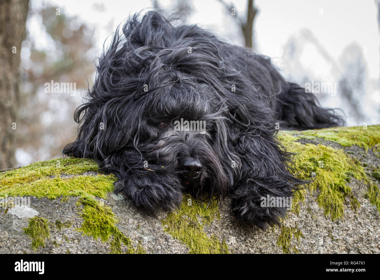 Briard dog hi-res stock photography and images - Alamy