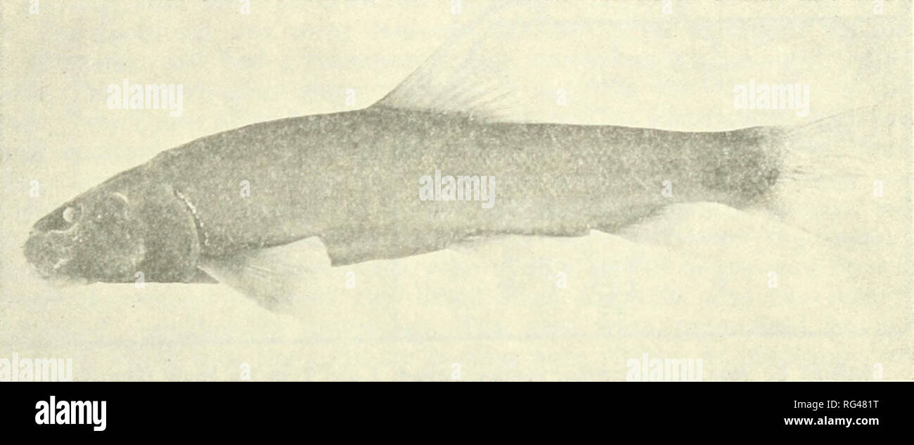 Santa ana sucker hi-res stock photography and images - Alamy