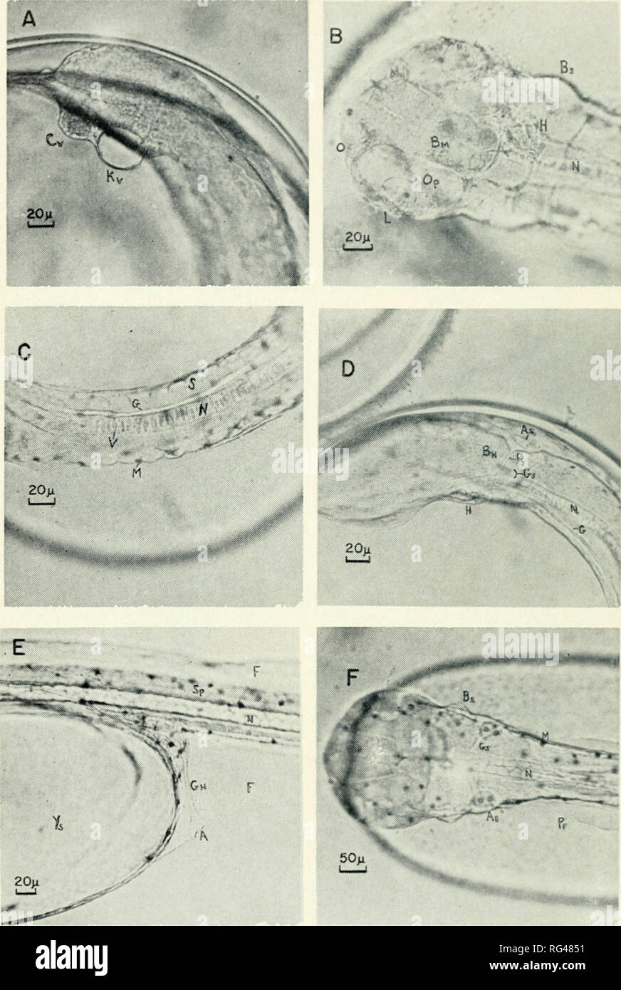 Newly hatched larvae with yolk sac hi-res stock photography and images ...